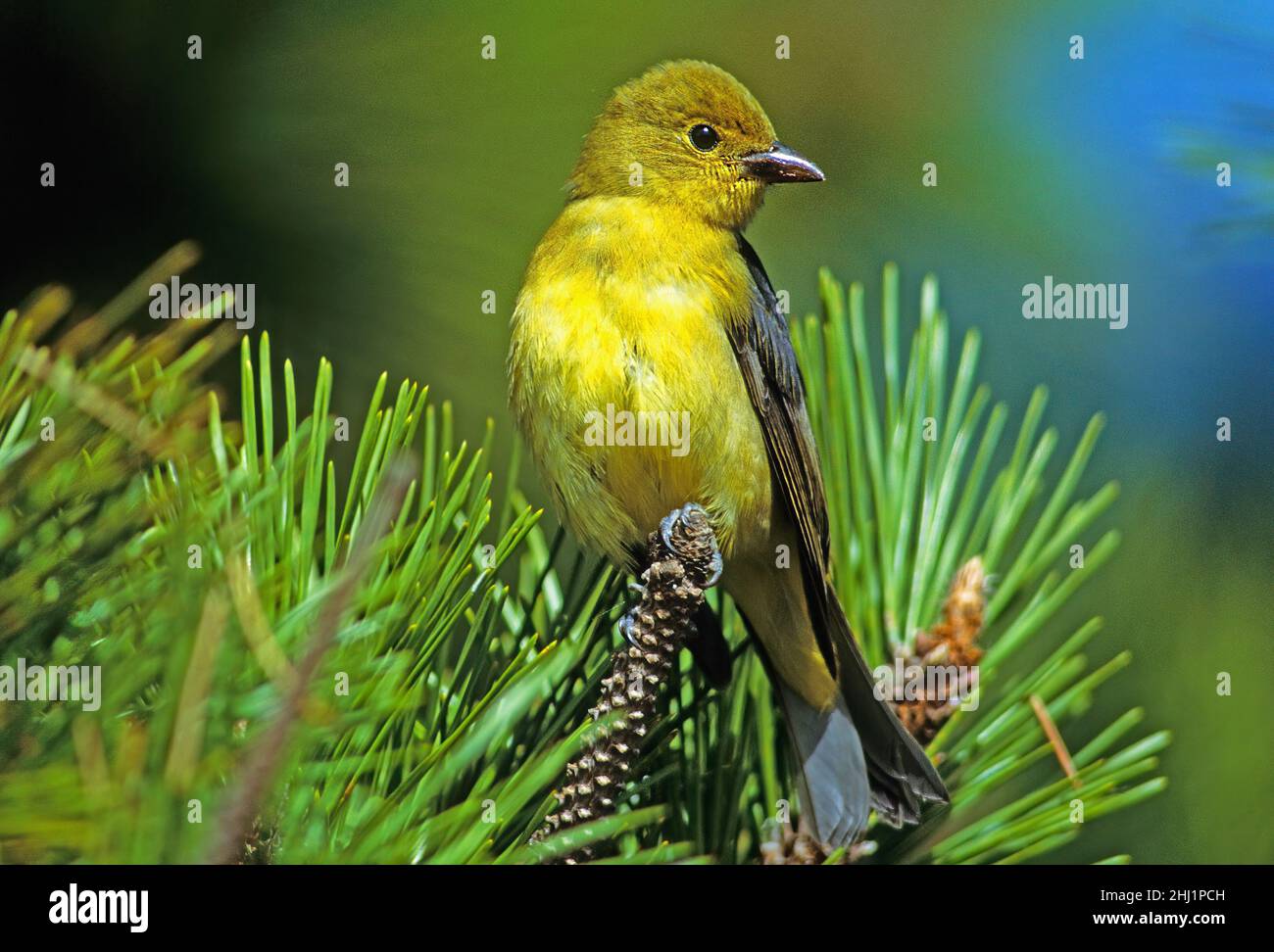 Female scarlet tanager during spring migration Stock Photo - Alamy
