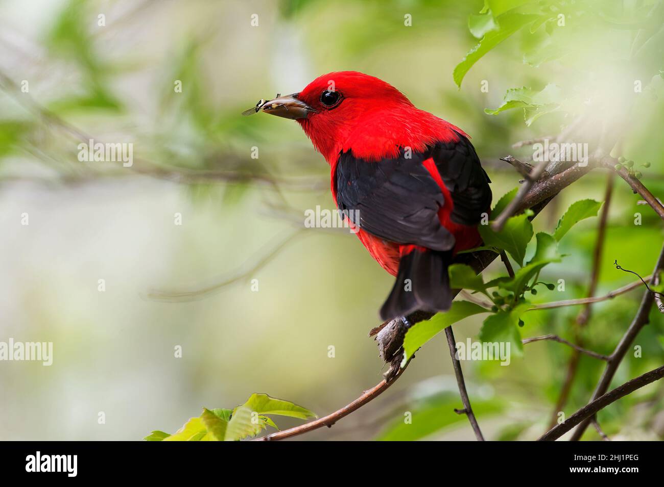 Male scarlet tanager with insect prey during spring migration Stock ...