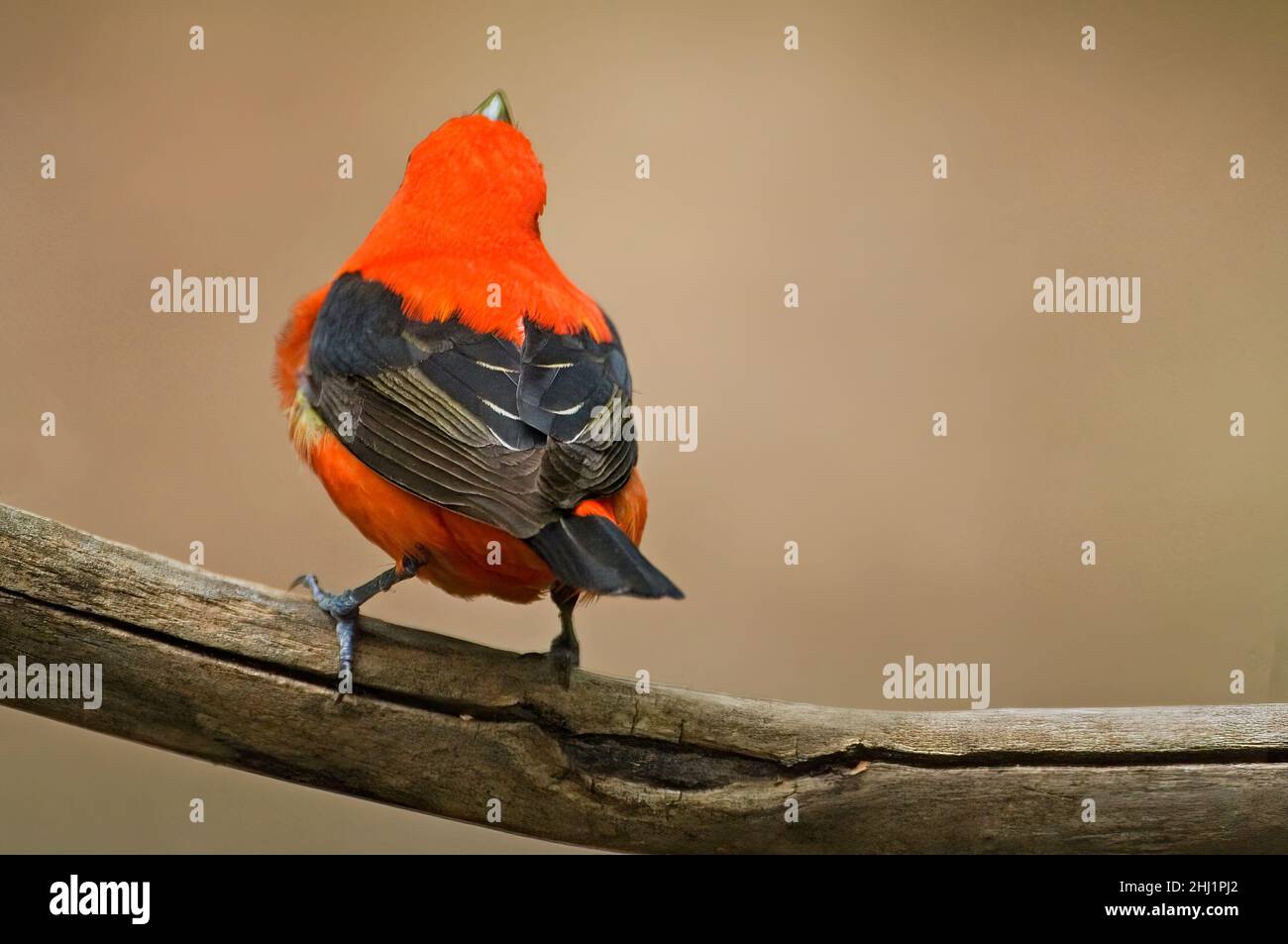 Male scarlet tanager during spring migration Stock Photo - Alamy