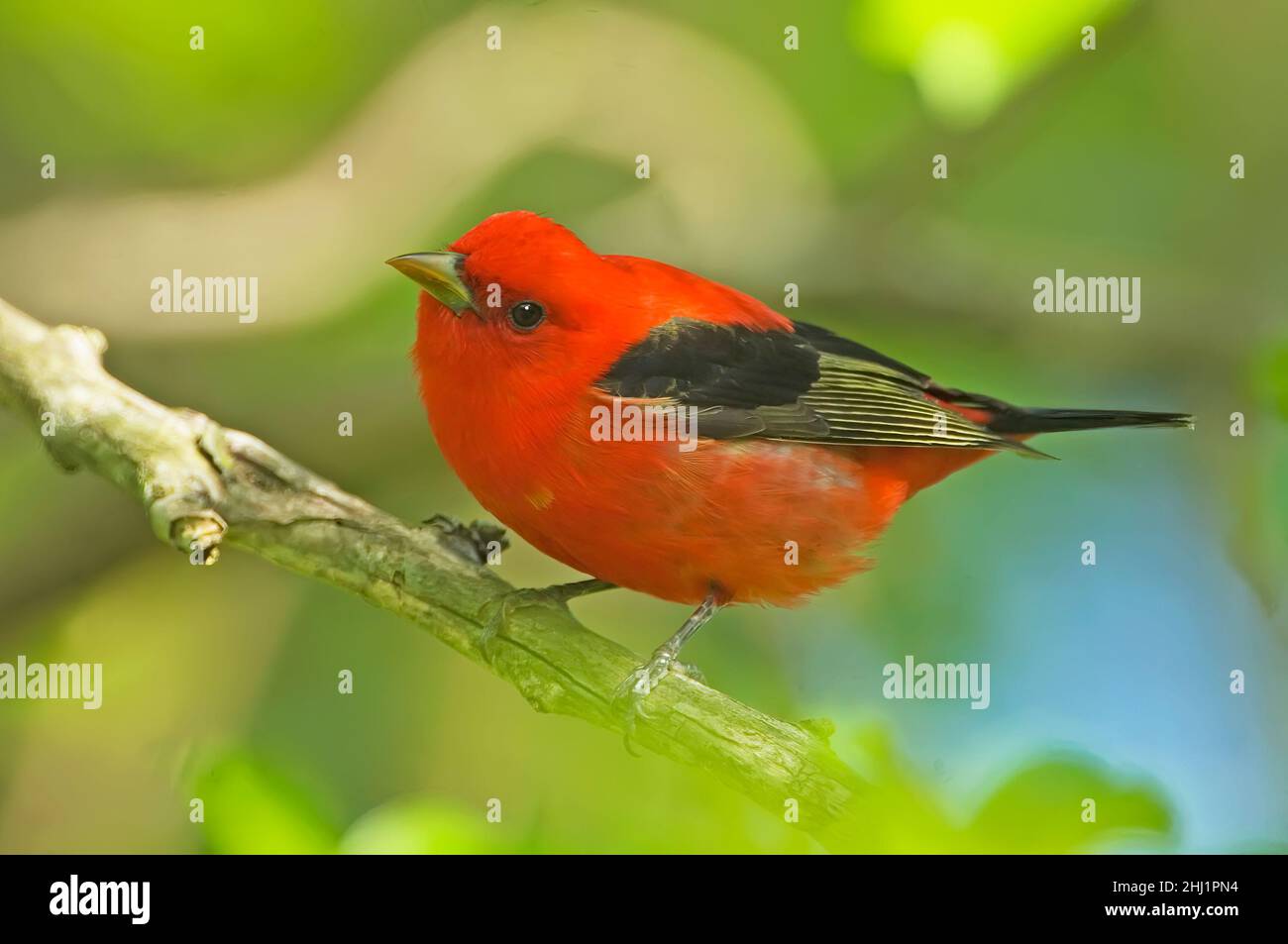 Male scarlet tanager during spring migration Stock Photo - Alamy