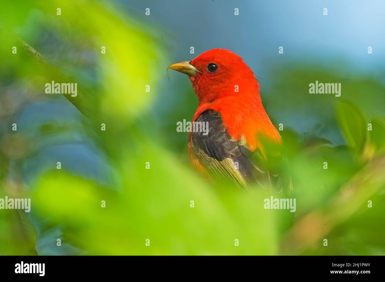 Male scarlet tanager during spring migration Stock Photo - Alamy