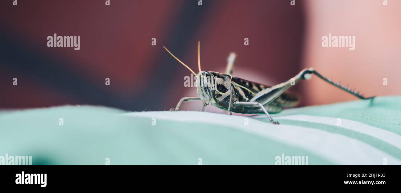 Macro close-up photo big grasshopper grig locust on fabric green brown ...