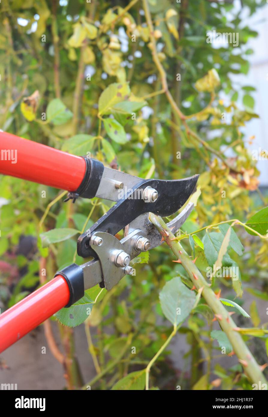 Rose pruning in late autumn. Prune Climbing Roses. How to Prune Roses ... Rose pruning in late autumn. Prune Climbing Roses. How to Prune Roses ...