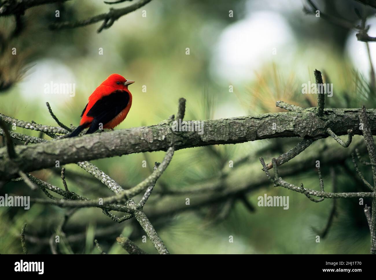 Male scarlet tanager during spring migration Stock Photo - Alamy