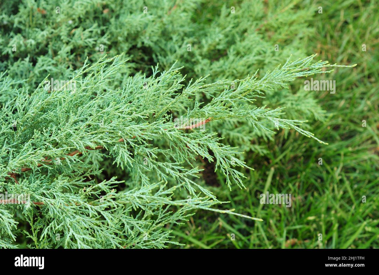 Juniper branch background. Evergreen Juniper Background Stock Photo - Alamy