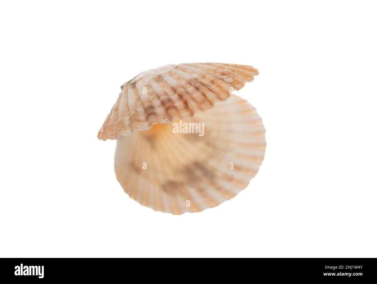 Pearl shell opened empty isolated cutout on white background. Overhead ...