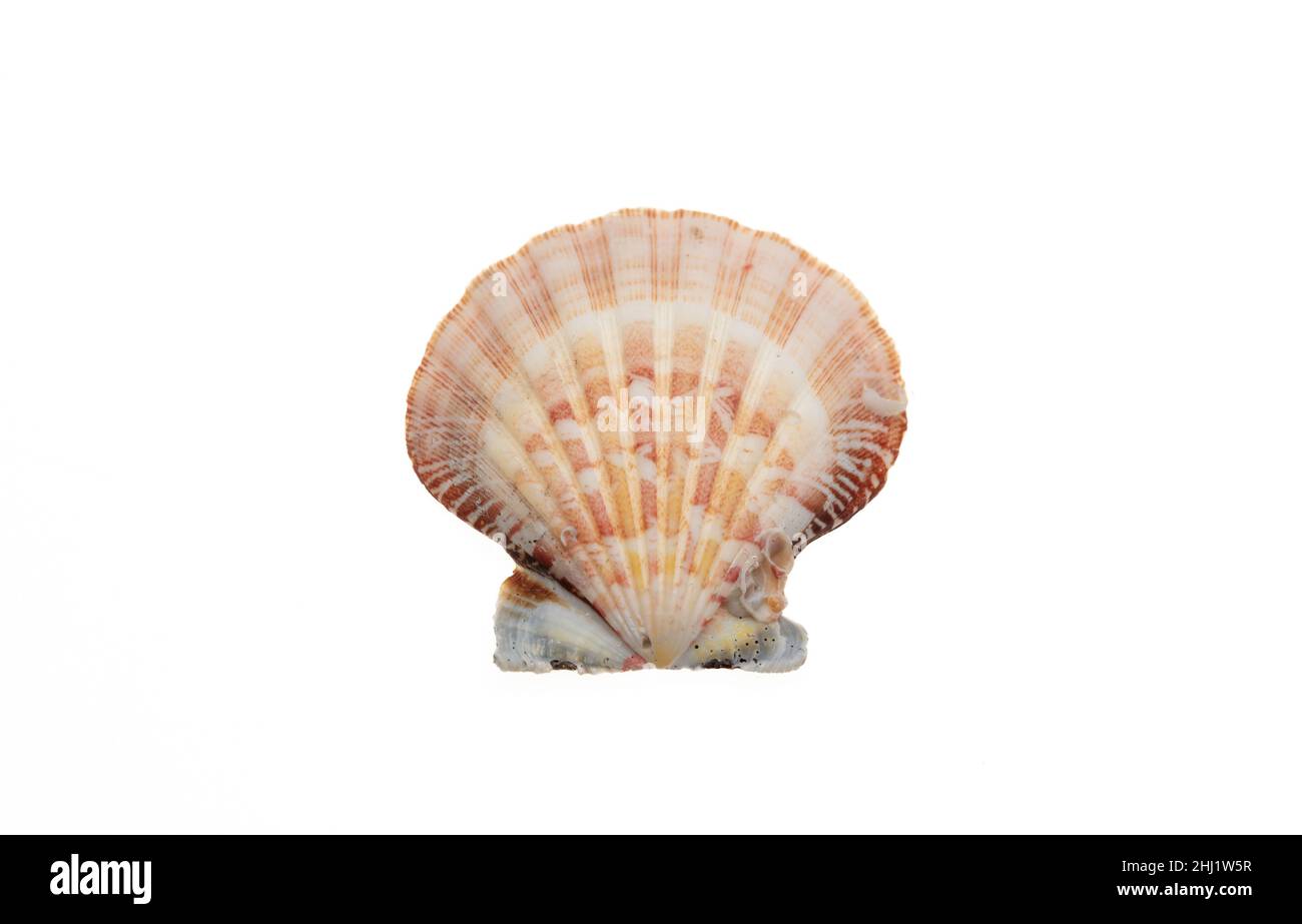 Sea shell isolated cutout on white background. Overhead view of ...