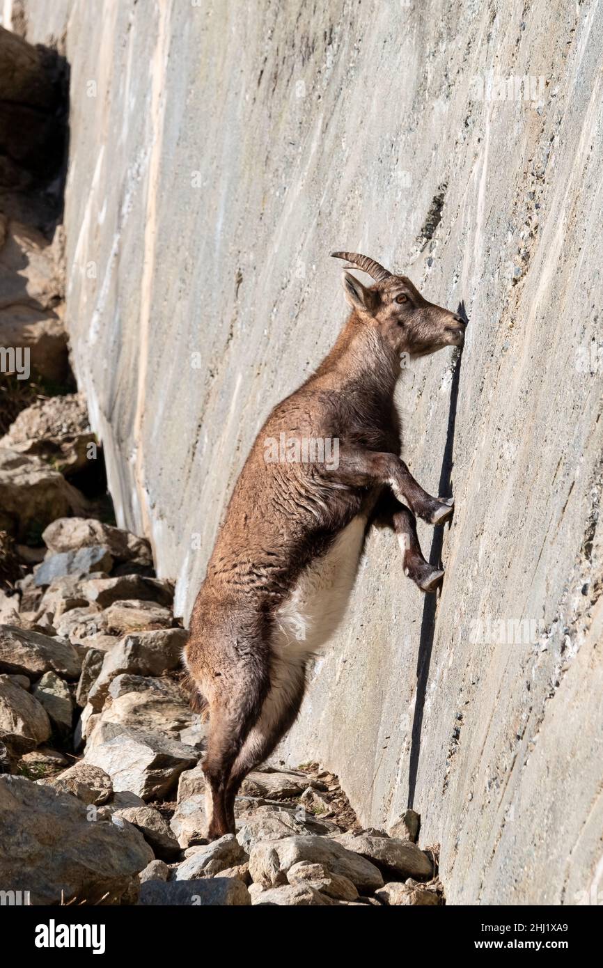 Mountain Goat Climbing Vertical Wall
