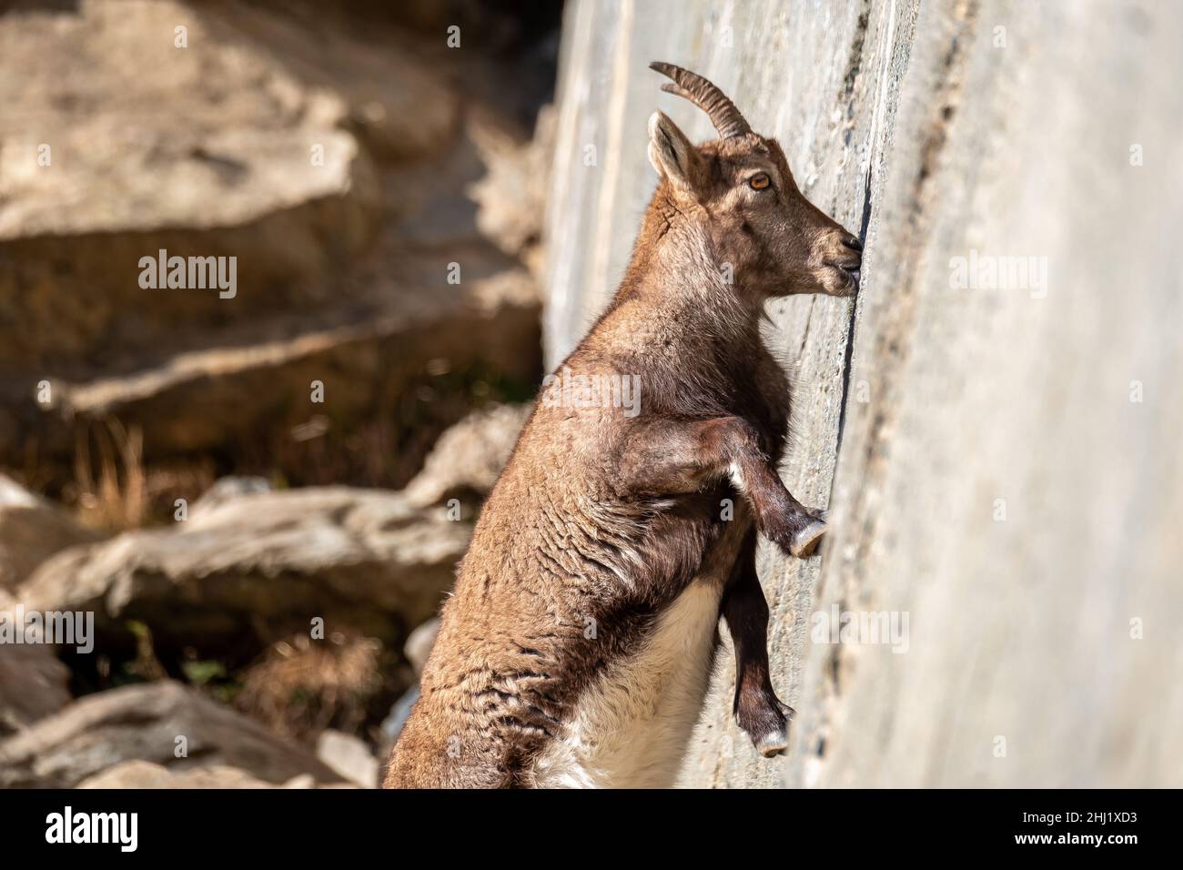 Alpine Ibex On Dam Wall