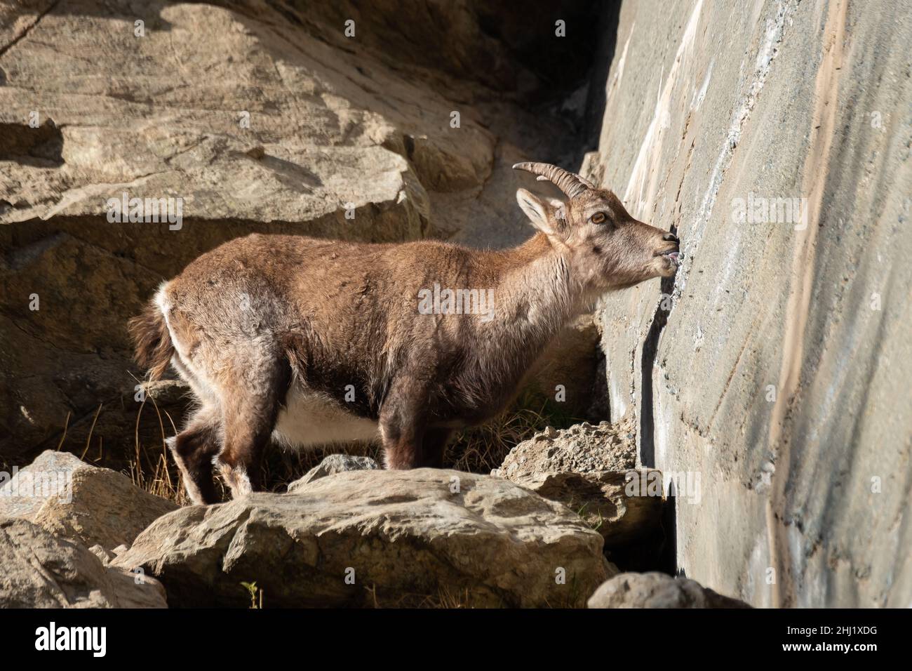 Alpine ibex goat climbing dam hi-res stock photography and images - Alamy