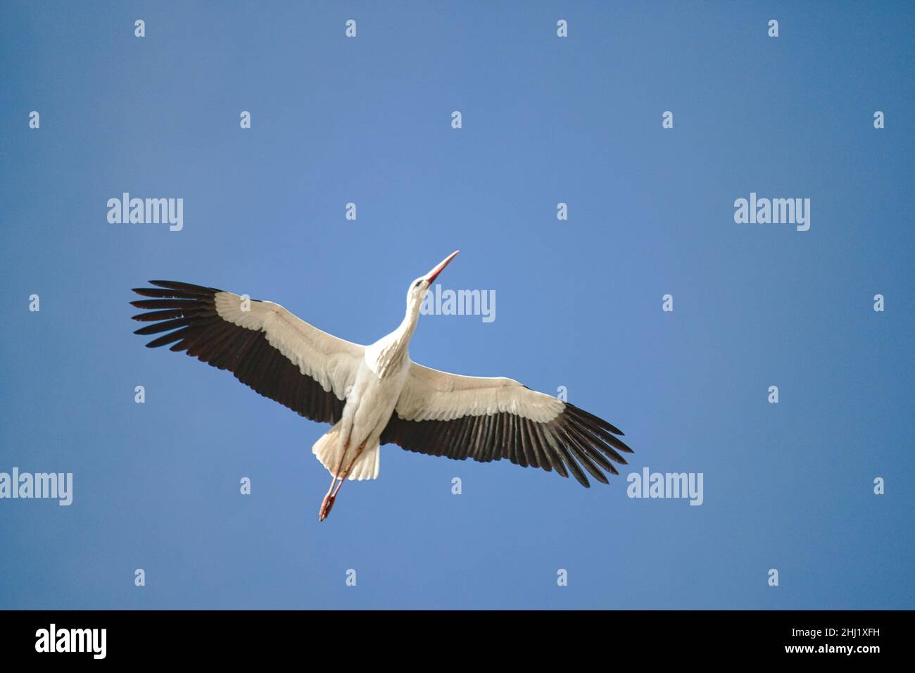 A single stork flying overhead in the clear blue sky Stock Photo - Alamy