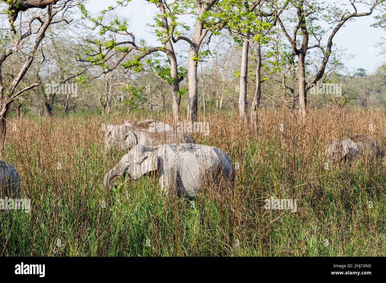 Native trees of india hi-res stock photography and images - Alamy