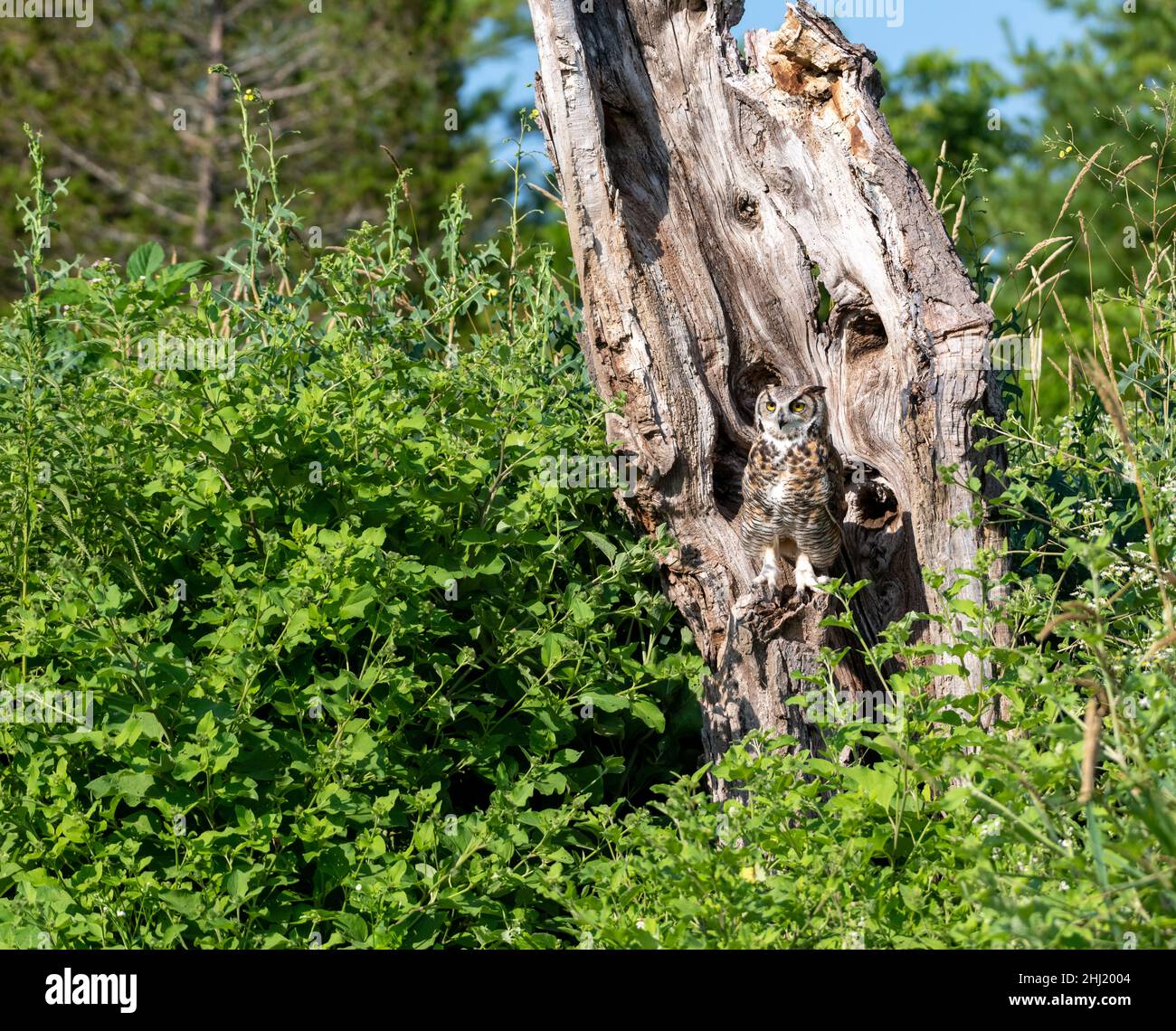 Great horned owl ready for flight Stock Photo - Alamy