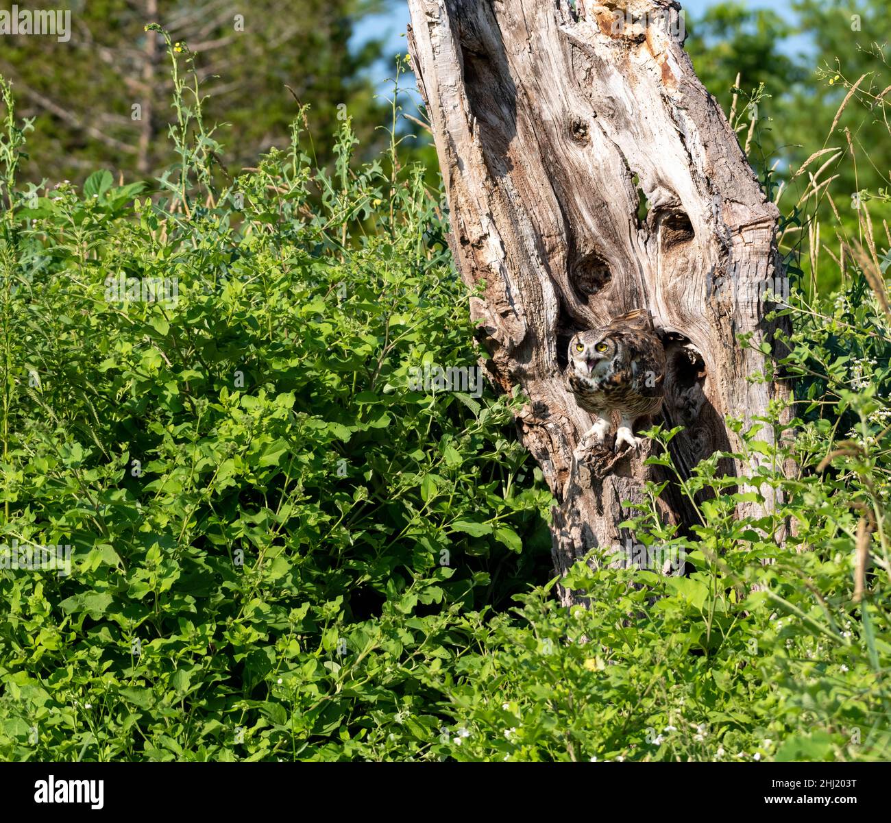 Raptor wingspan hi-res stock photography and images - Alamy