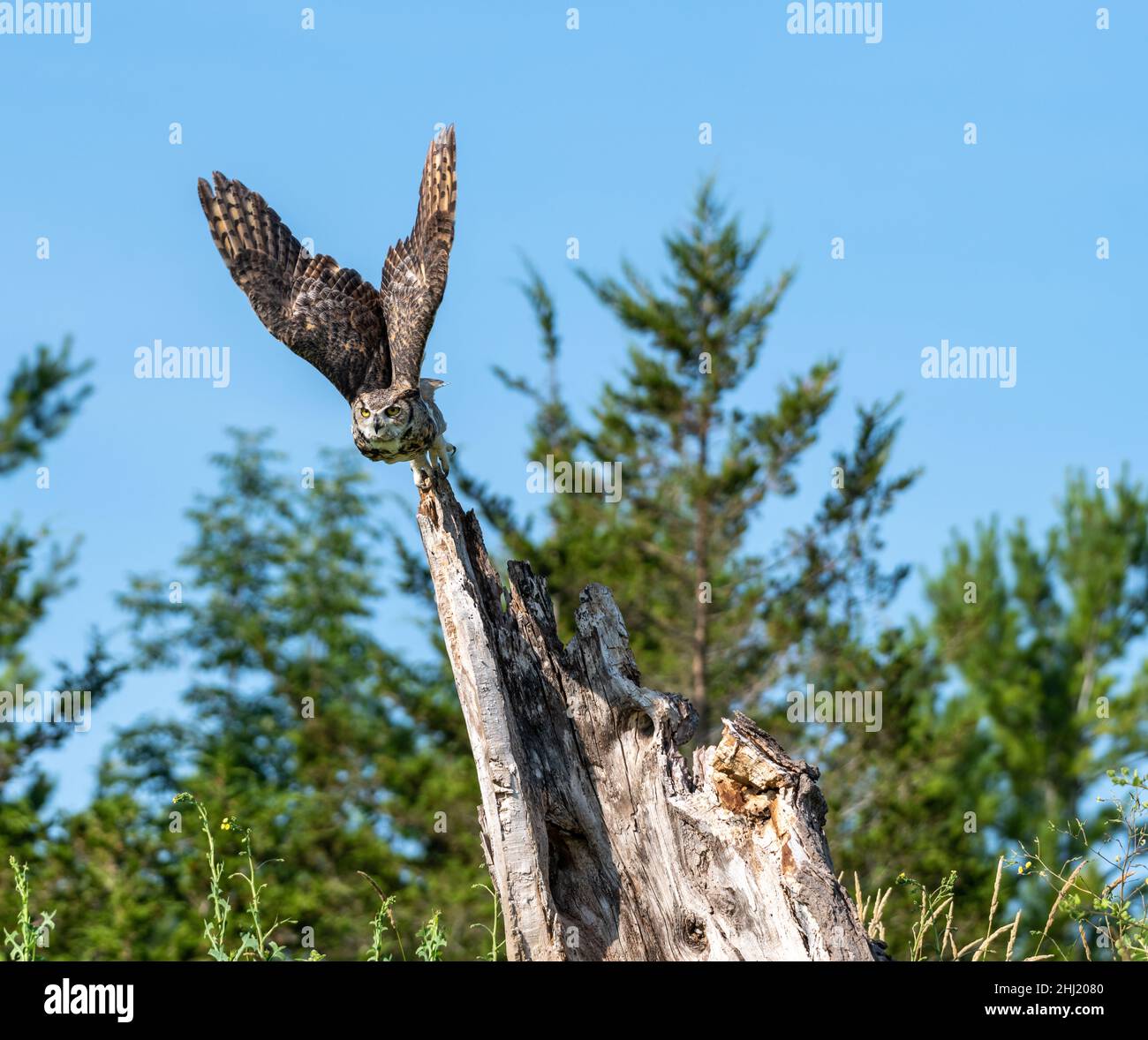 Great horned owl ready for flight Stock Photo - Alamy