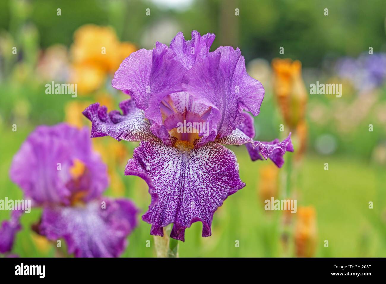 Tall Bearded Iris Purple Speckled Rock Star variety Stock Photo - Alamy