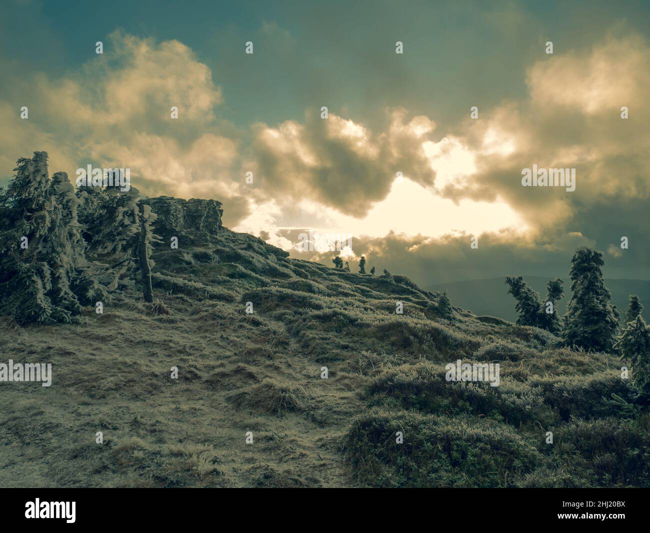 Harsh landscape on a mountain range of Jeseniky mountains with stunted ...