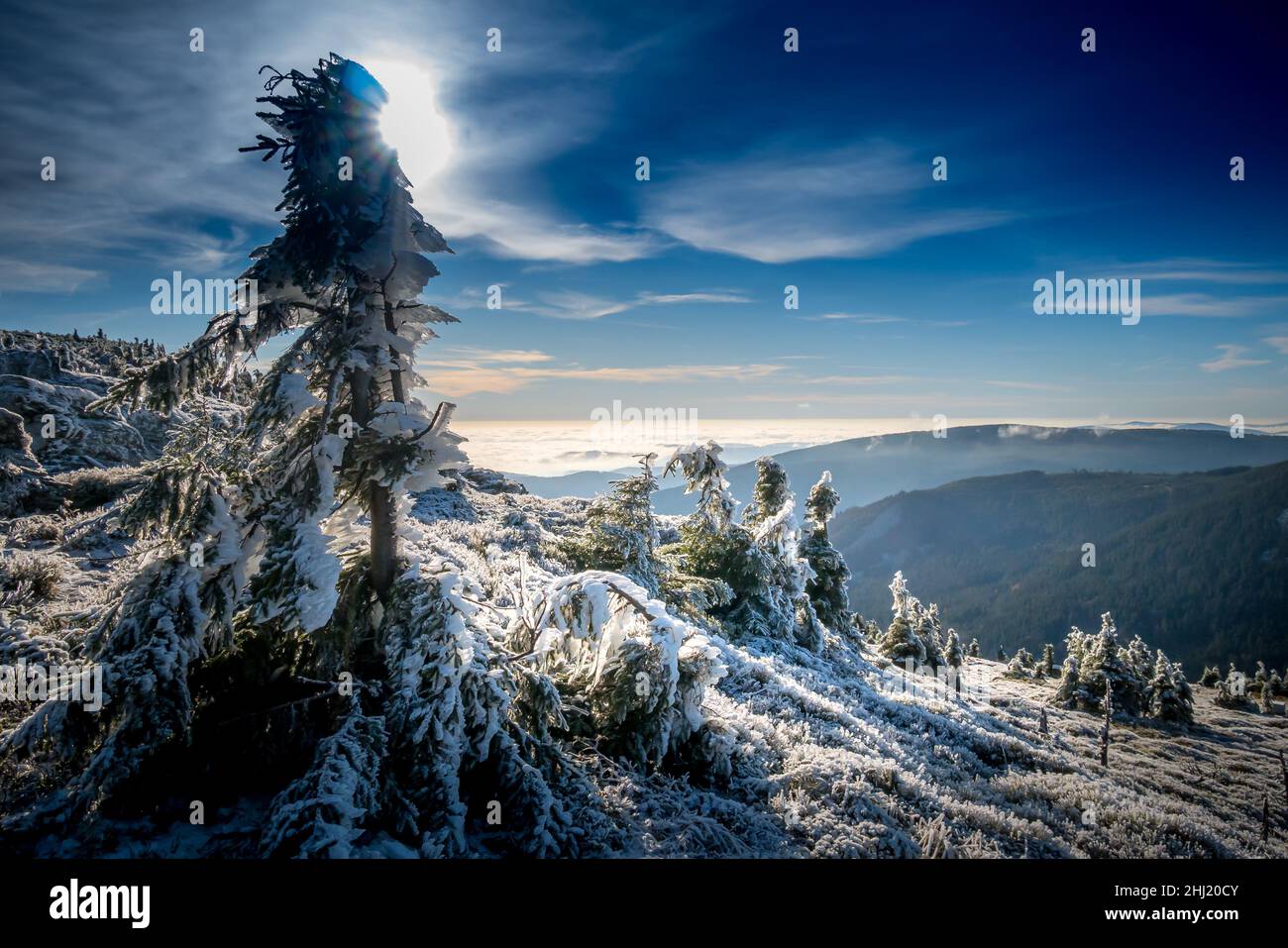 Scenic landscape with spruce trees covered with rime, view from a ...