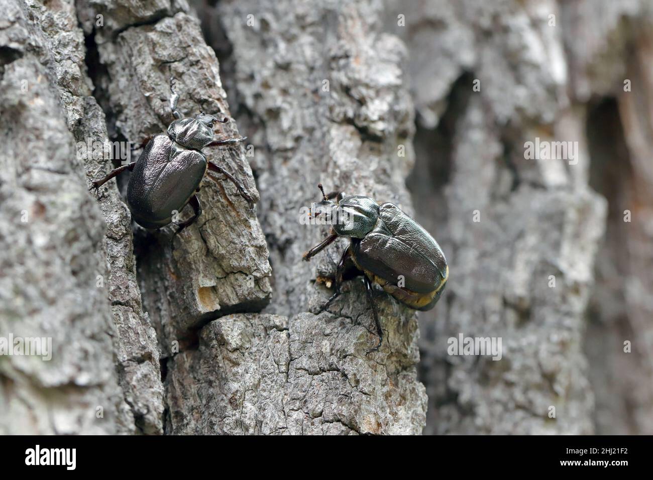 Hermit beetle - Osmoderma eremita. Two beetles sitting on the bark of ...