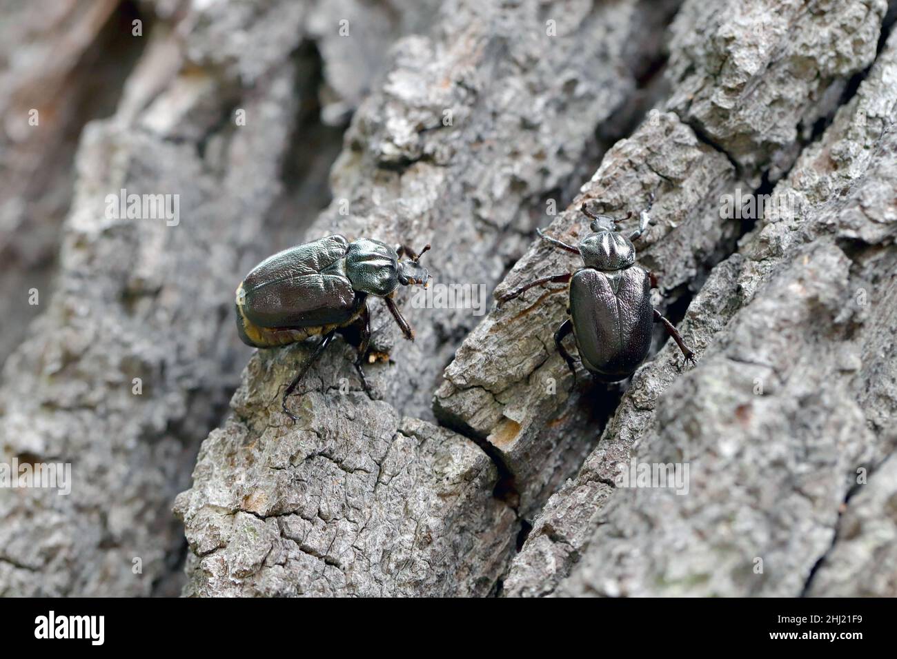 Hermit beetle - Osmoderma eremita. Two beetles sitting on the bark of ...