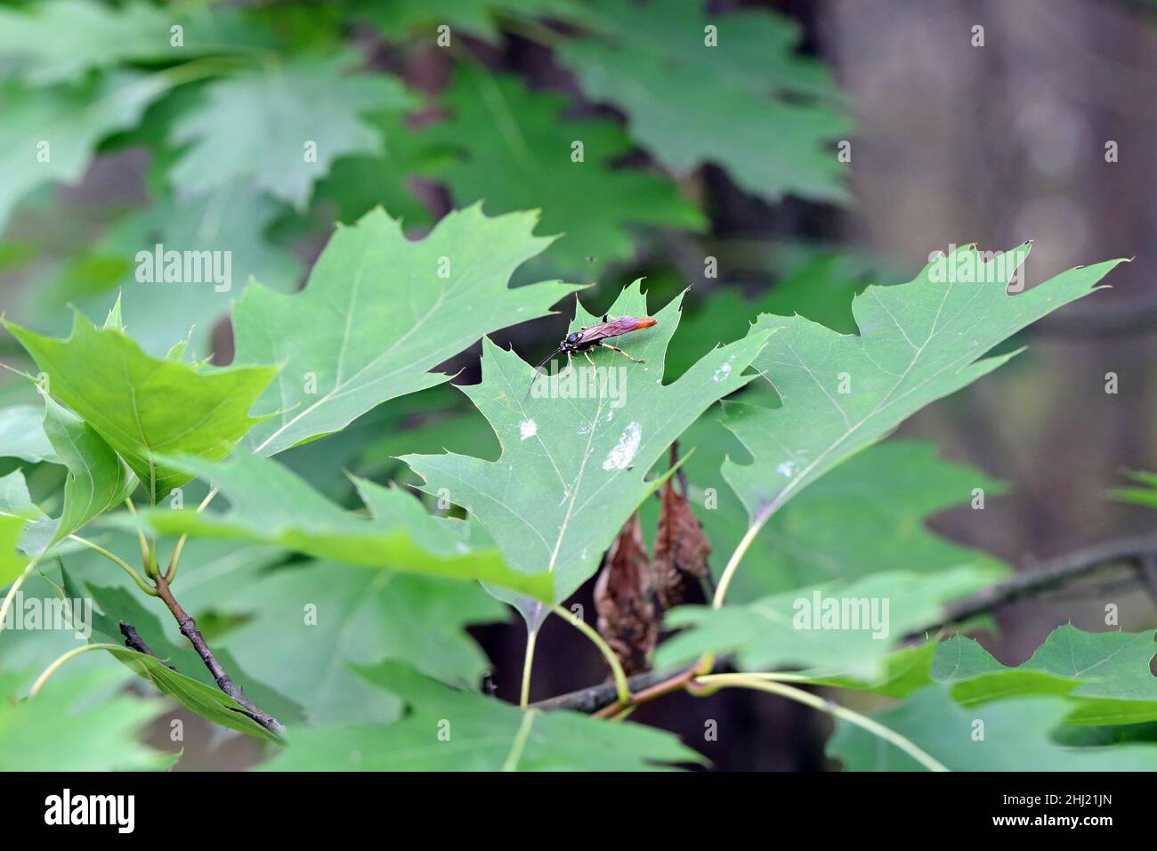 Hymenoptera of the family Ichneumonidae on a red oak leaf. These are ...