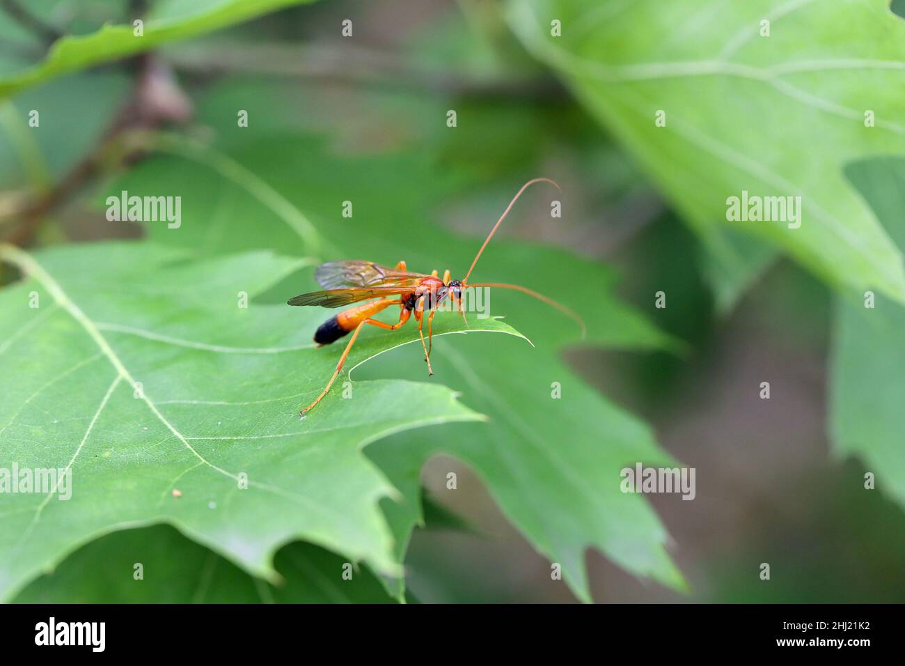 Hymenoptera of the family Ichneumonidae on a red oak leaf. These are ...