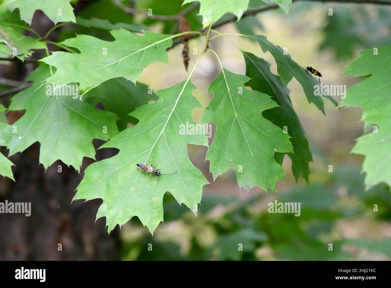 Hymenoptera of the family Ichneumonidae on a red oak leaf. These are ...