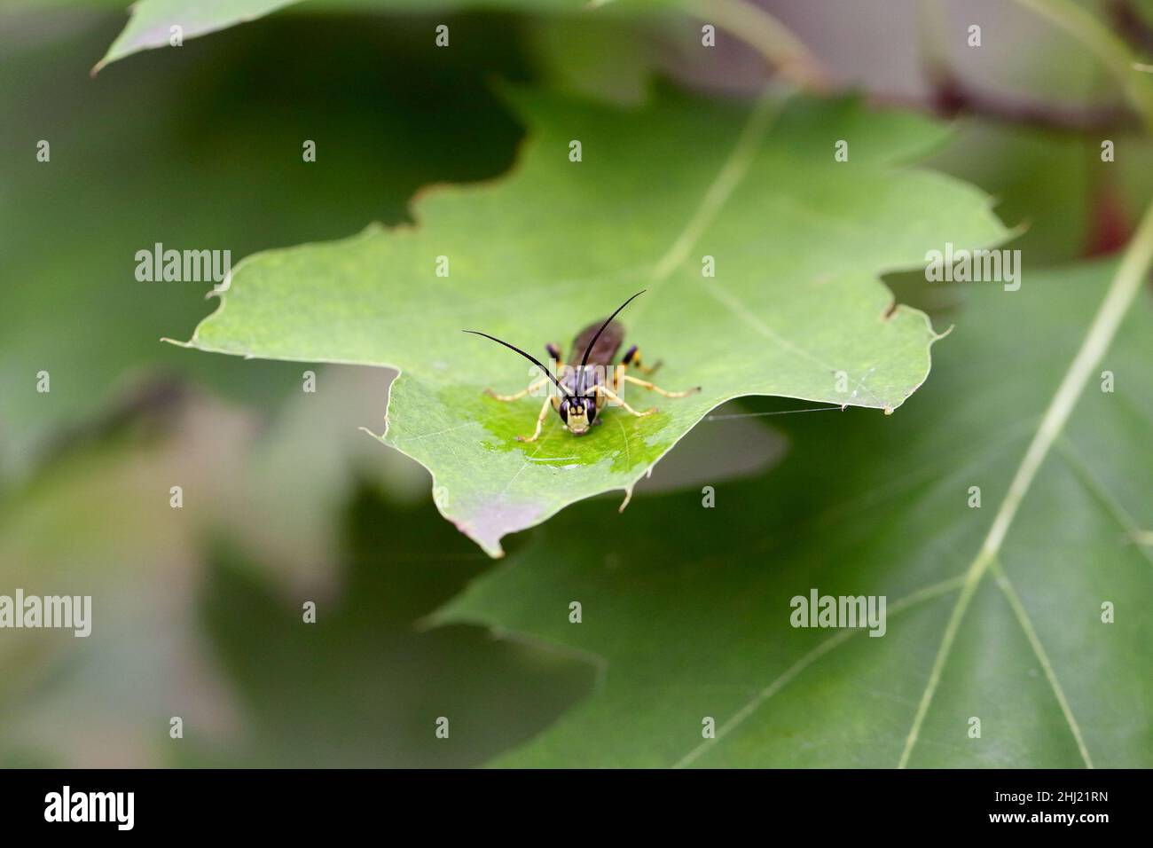 Hymenoptera of the family Ichneumonidae on a red oak leaf. These are ...