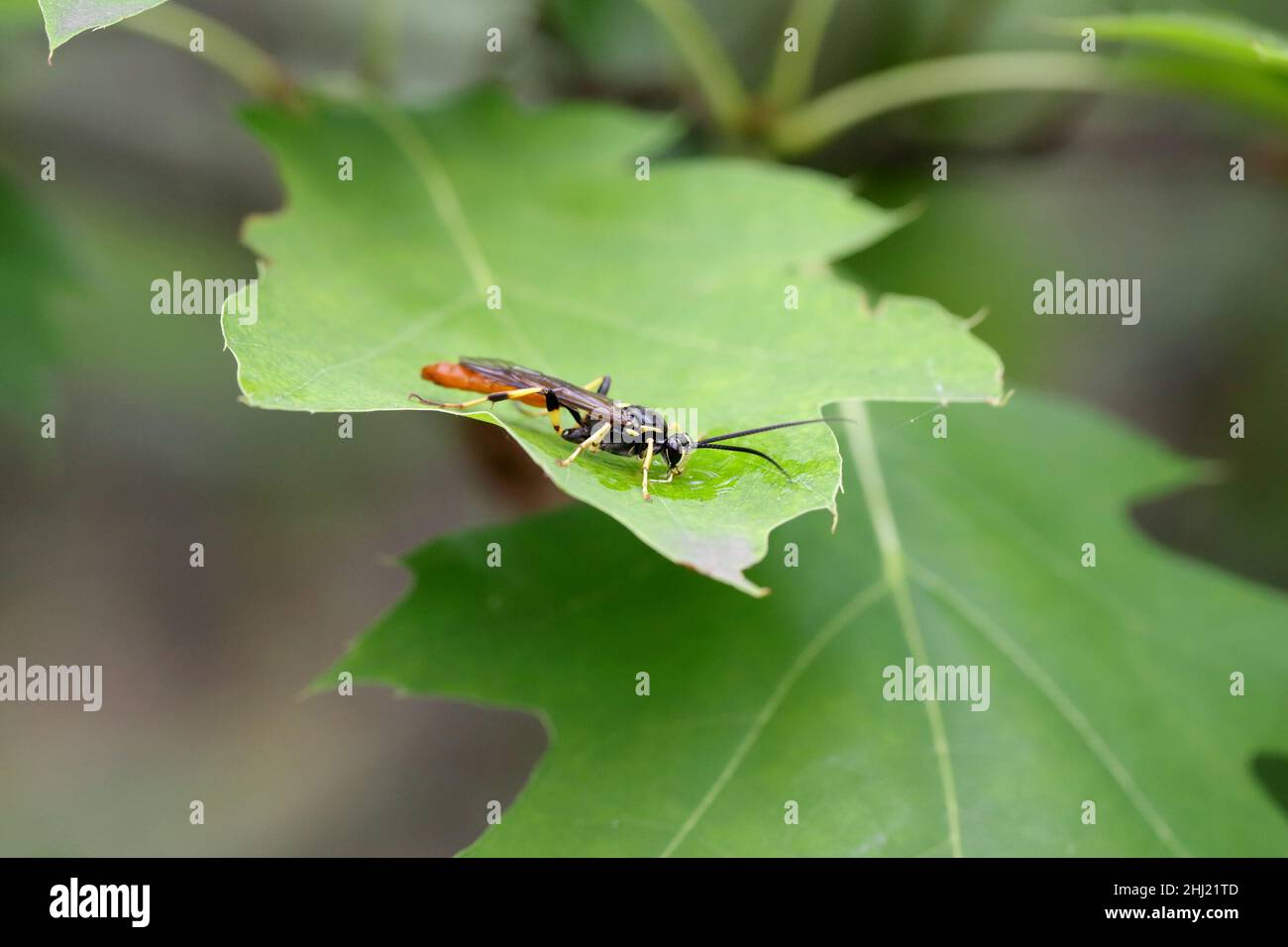 Hymenoptera of the family Ichneumonidae on a red oak leaf. These are ...