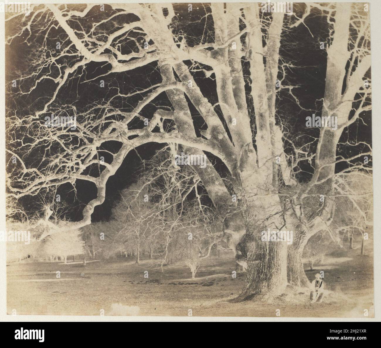 [Spreading Oak with Seated Figure] 1850s Unknown To the British gentry ...
