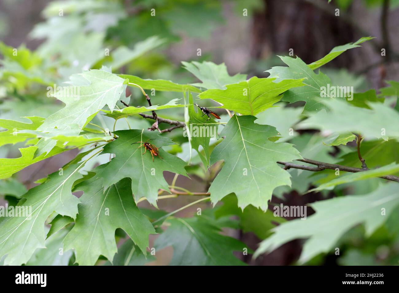 Hymenoptera of the family Ichneumonidae on a red oak leaf. These are ...