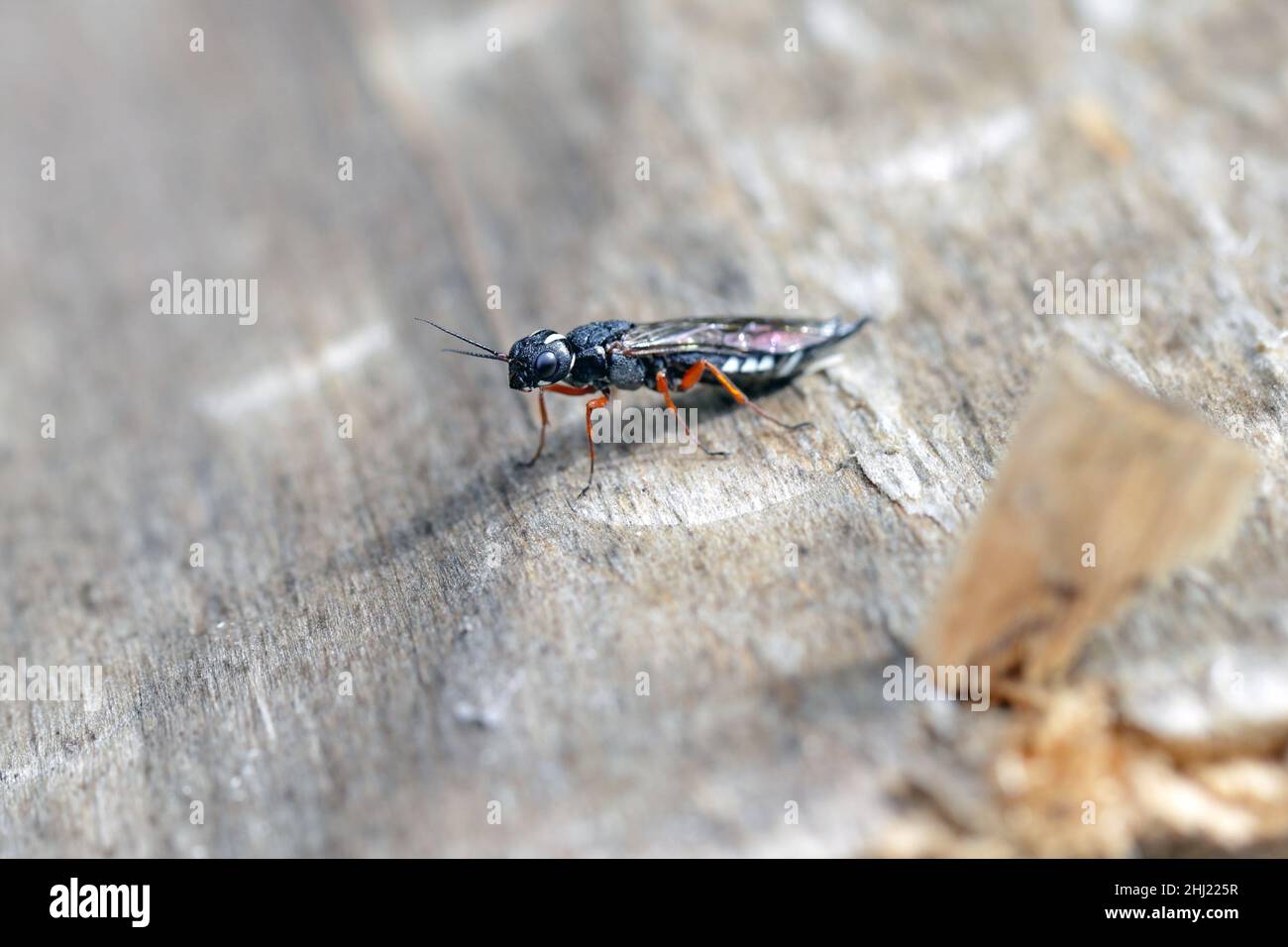 A female of the Black Necked Wood Wasp on a wood log (Xiphydria camelus ...