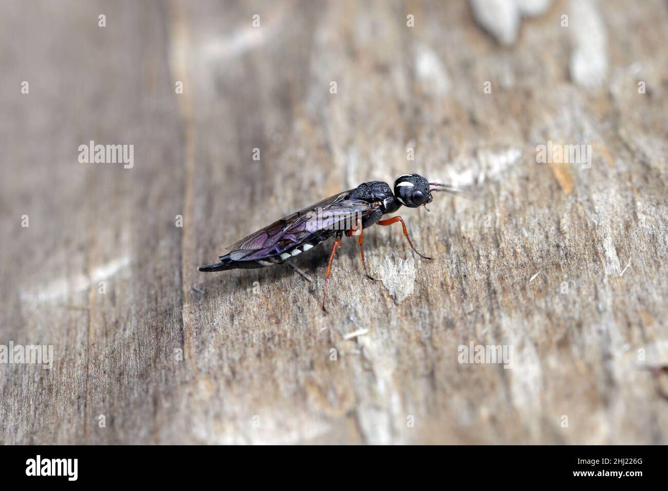 A female of the Black Necked Wood Wasp on a wood log (Xiphydria camelus ...
