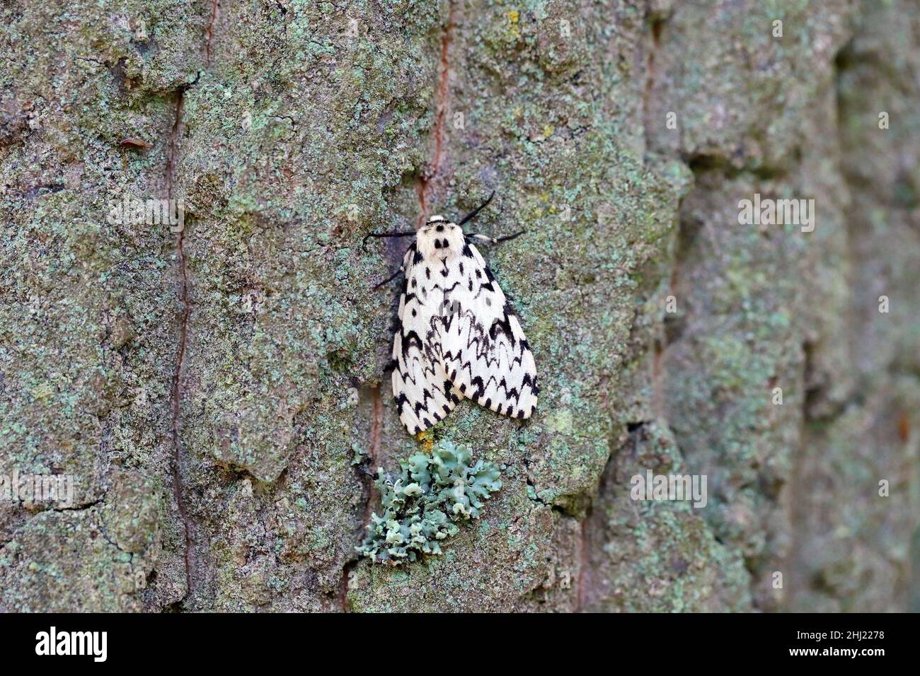 Nun moth, Lymantria monacha resting on pine bark, this moth can be a ...