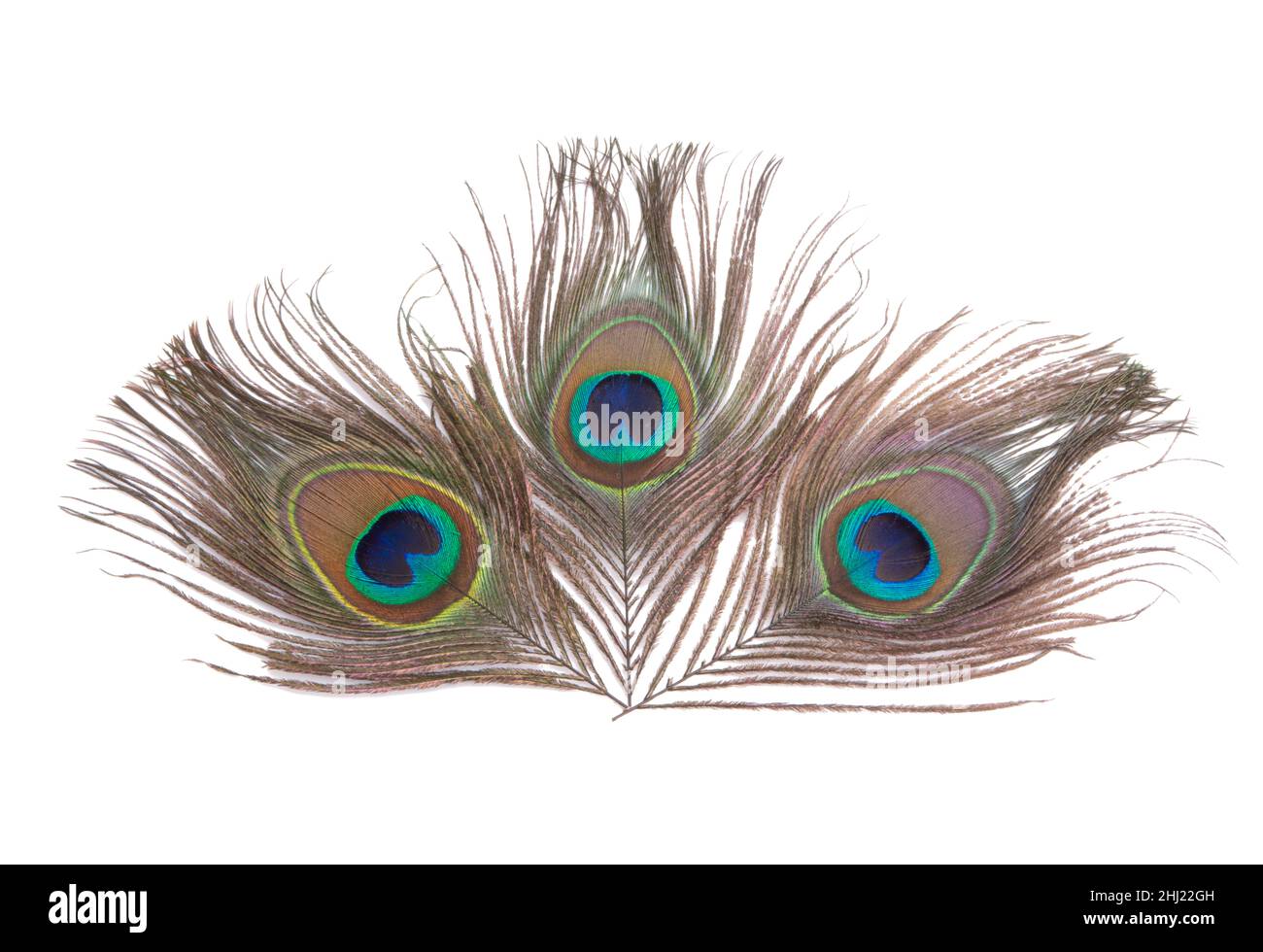 Elegant colorful peacock bird feather isolated on the white Stock Photo ...