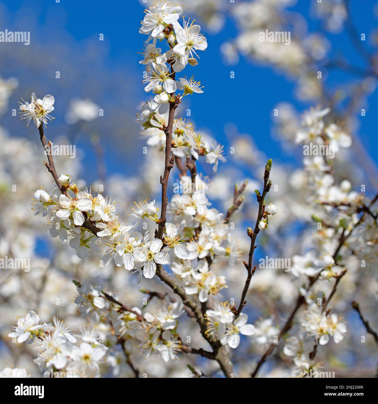 Flowering plums, prunus, in spring Stock Photo - Alamy