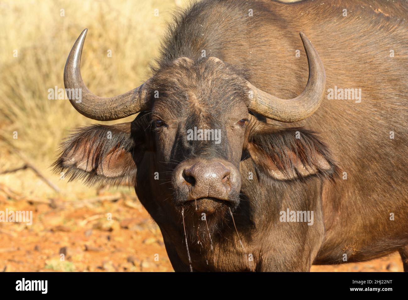 Buffalo in South Africa Stock Photo - Alamy