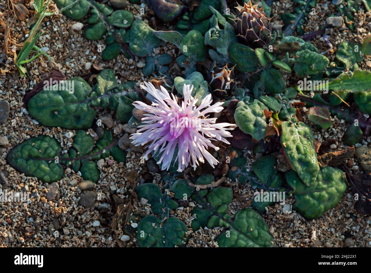 Plant of maritime sands and limestone hillsides hi-res stock ...