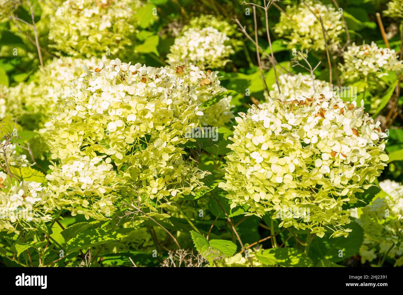 Flowering hydrangea shrub in midsummer in a garden Stock Photo - Alamy
