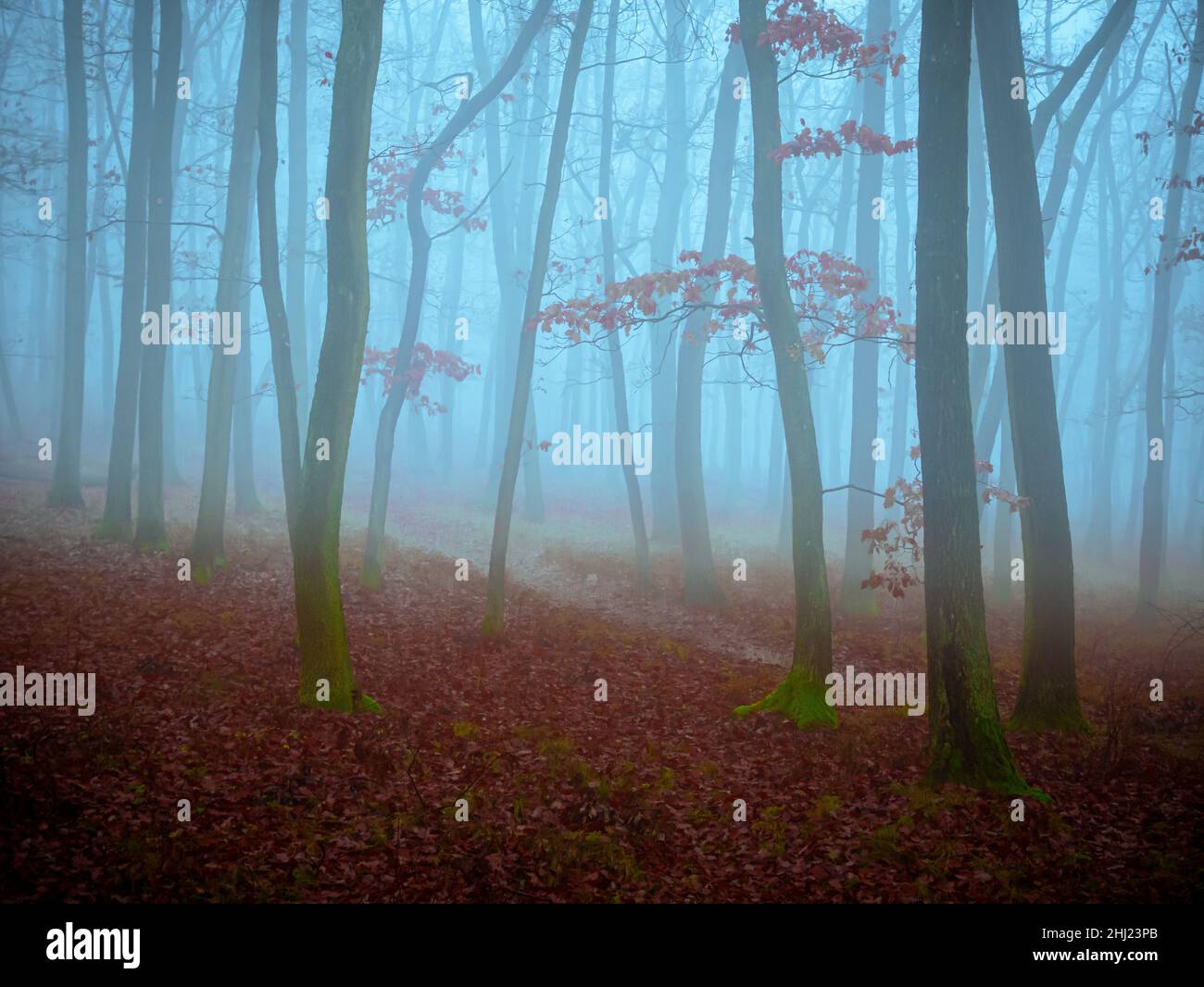 Mysterious foggy forest, oak trees, foliage, leafs,fog,tree trunks ...