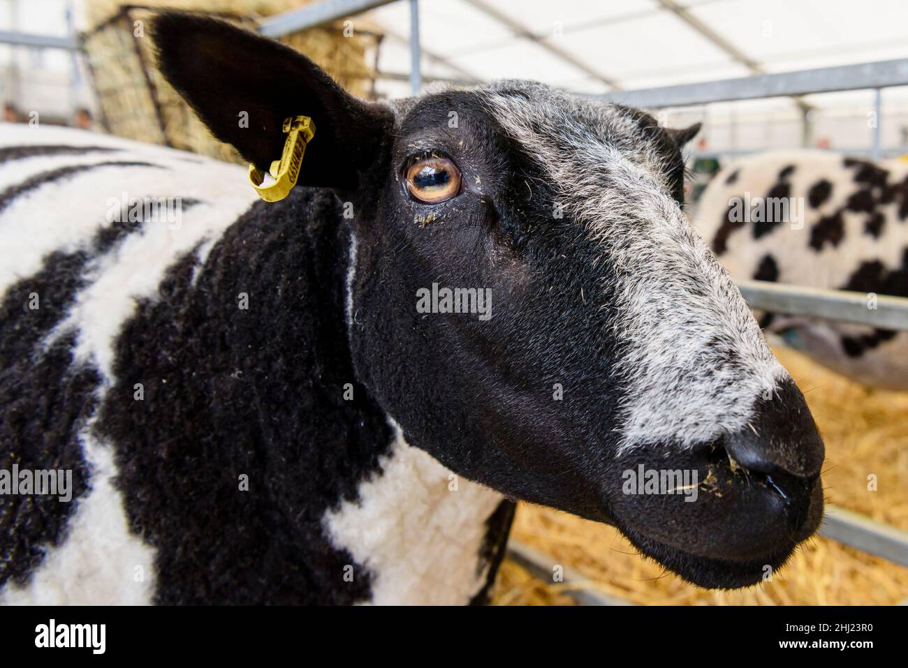 Face of a jacob sheep Stock Photo - Alamy