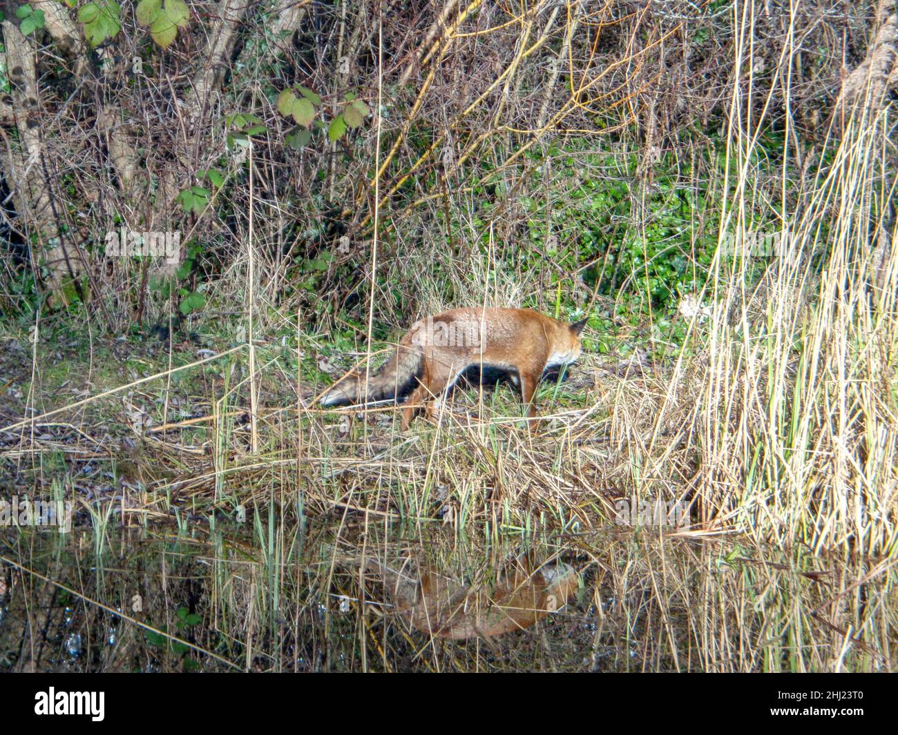 Red Fox in the nature reserve, near Carshalton Ponds, Hackbridge ...