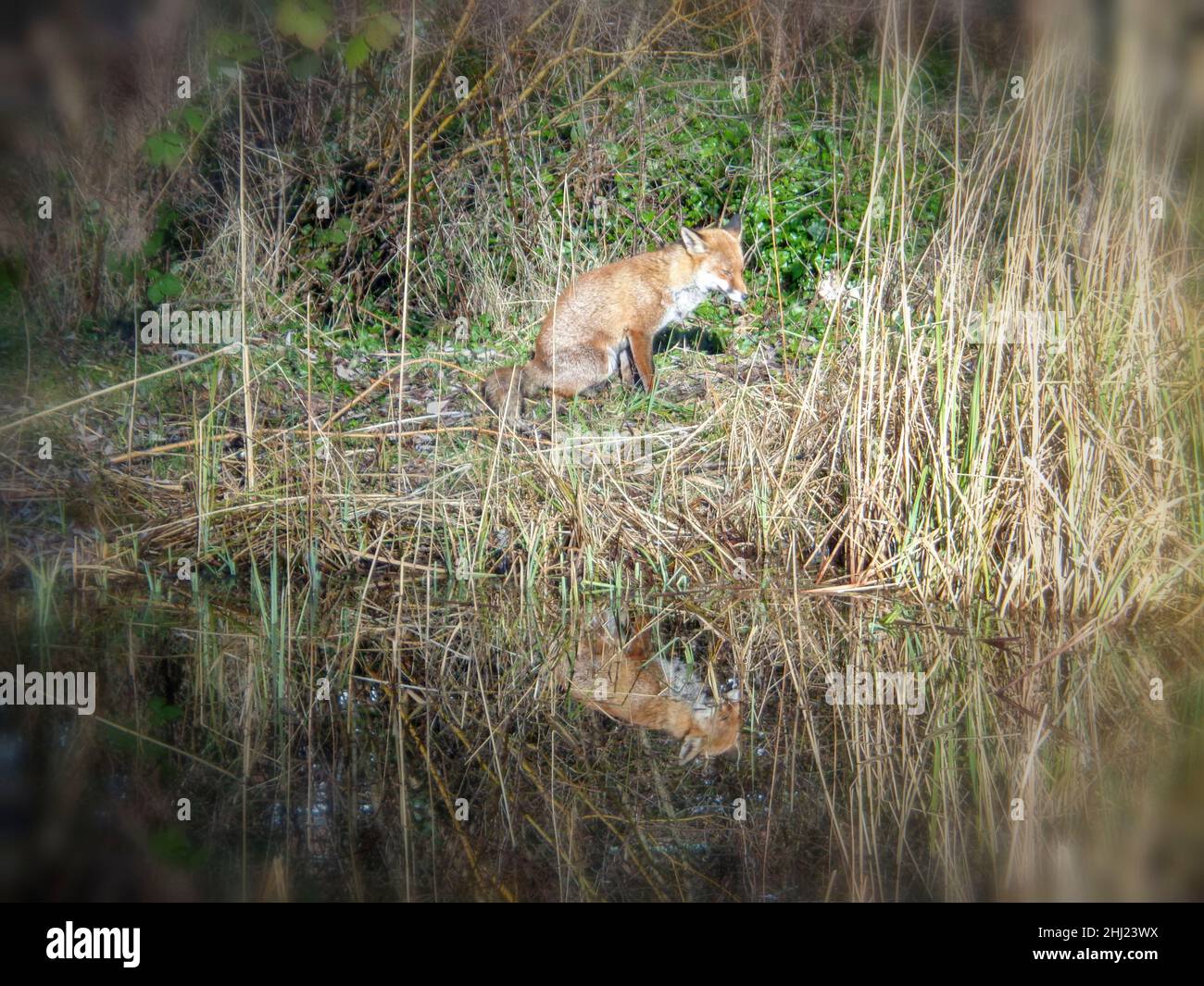 Red Fox in the nature reserve, near Carshalton Ponds, Hackbridge ...