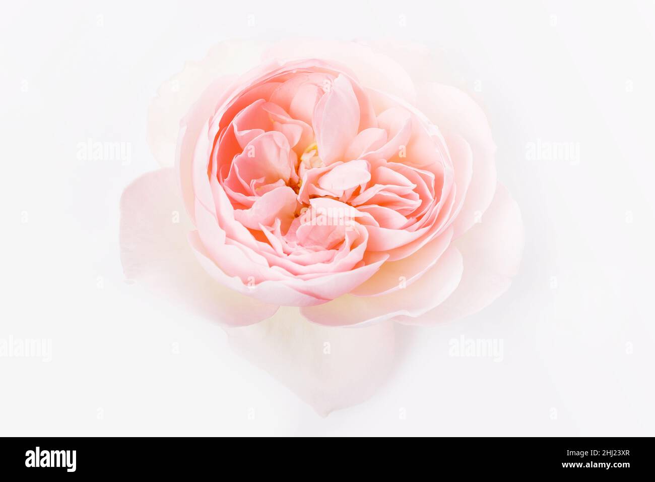 Beautiful single pink rose on white background Stock Photo - Alamy
