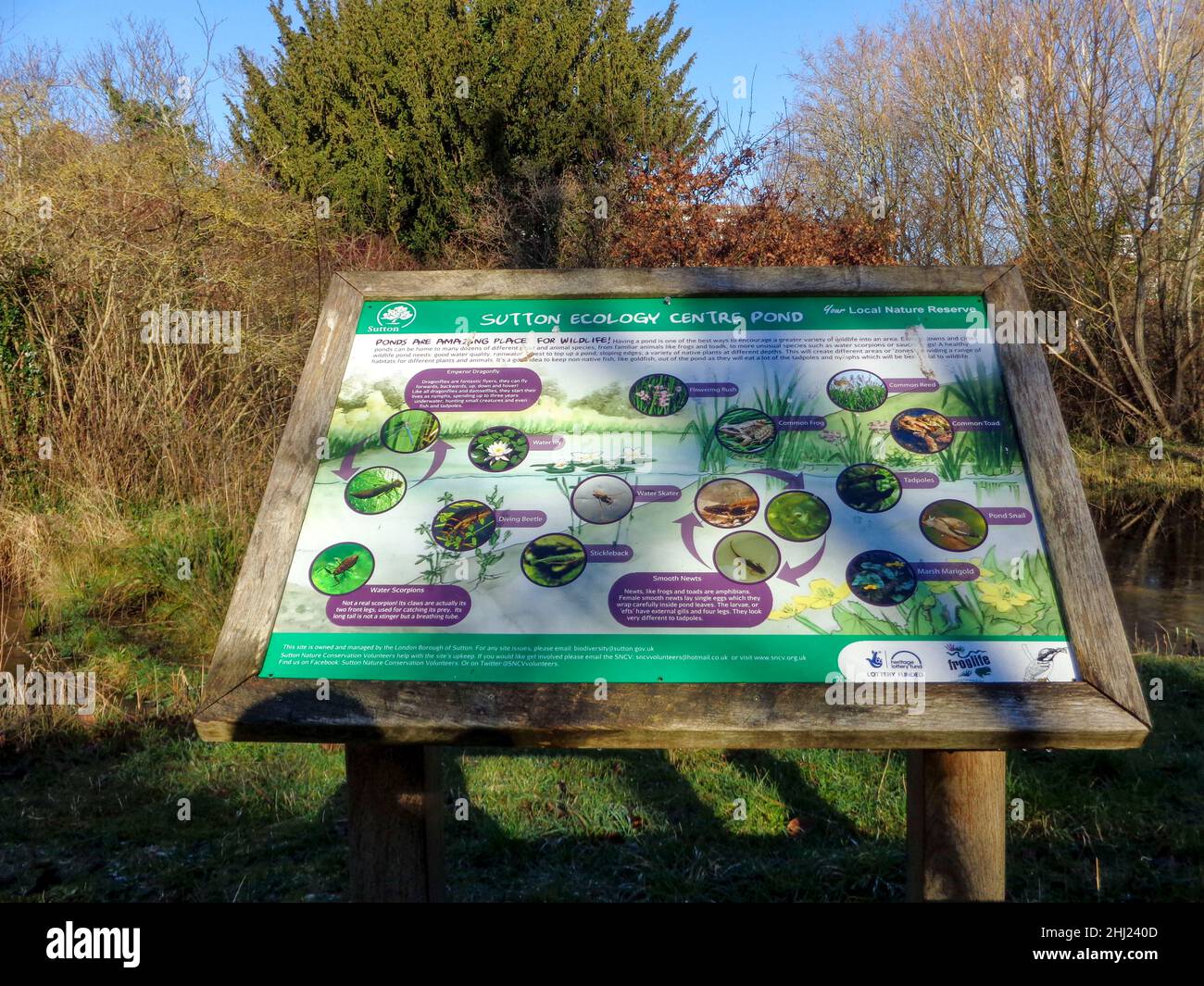 Nature reserve near Carshalton Ponds on the River Wandle in the ...