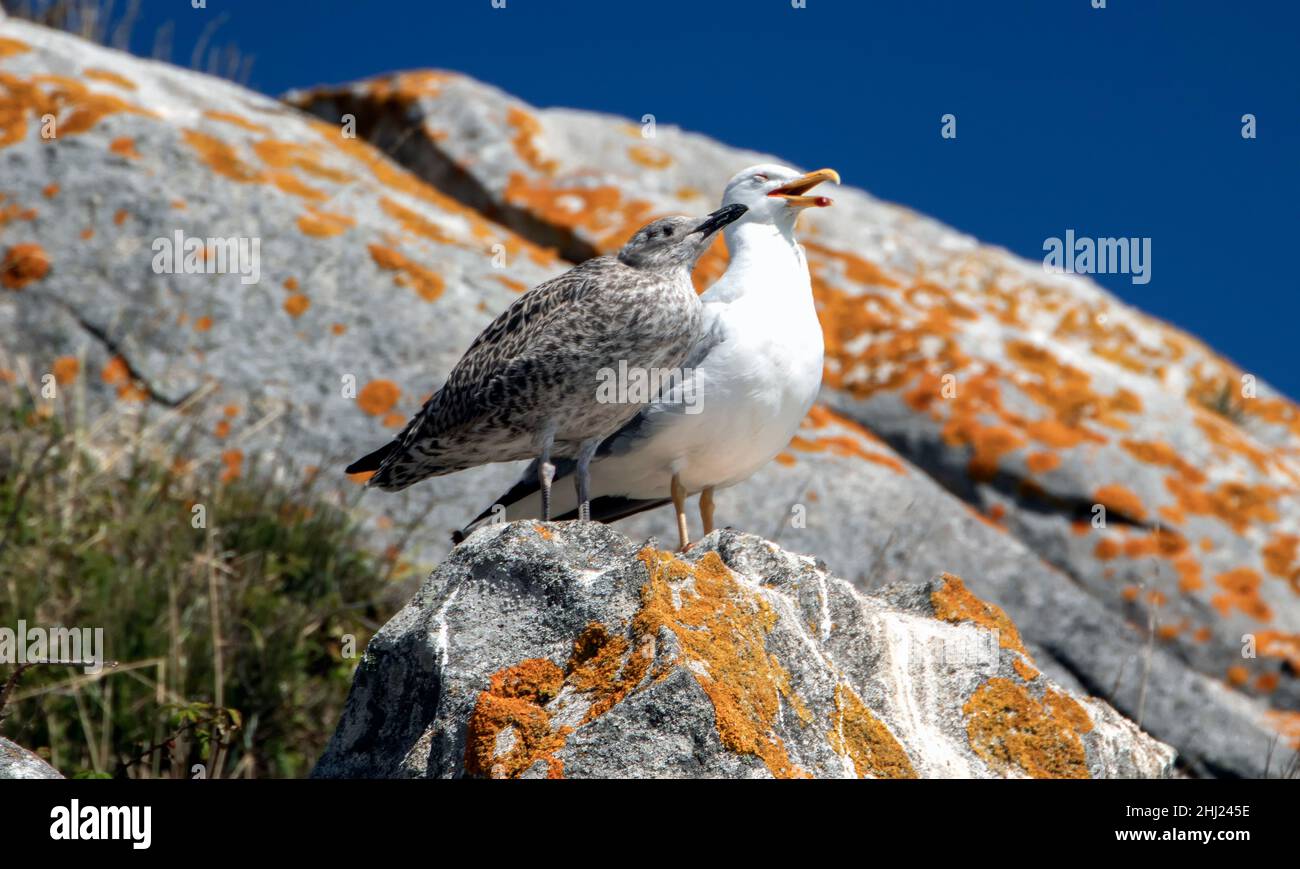 Baby seagull hi-res stock photography and images - Alamy