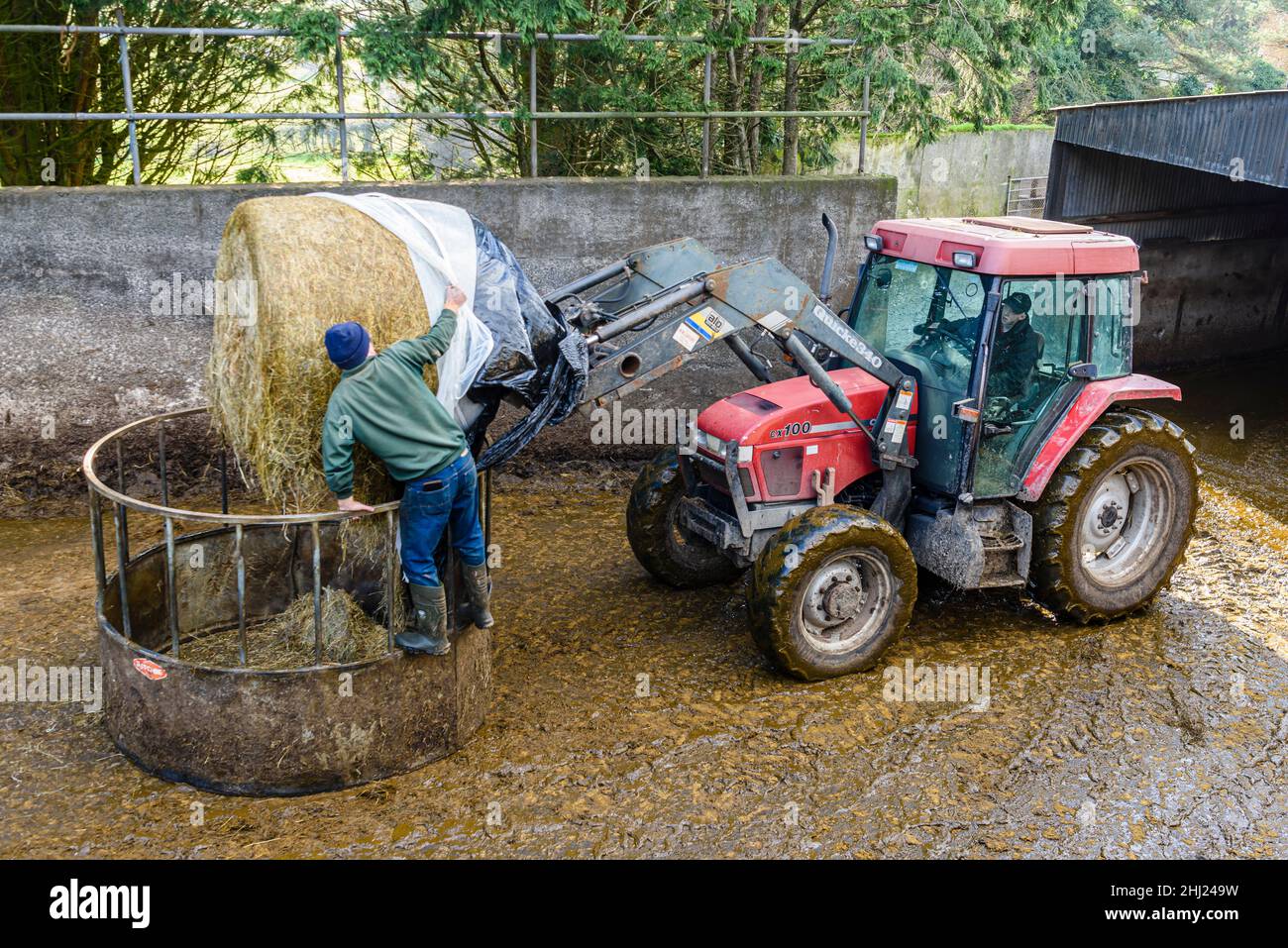 Two farmers load a bale of haylage into a feeding trough using a ...