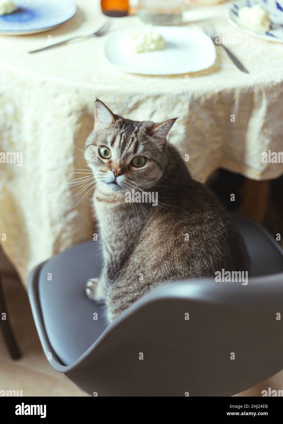 The cat sits on a chair near the dining table Stock Photo - Alamy