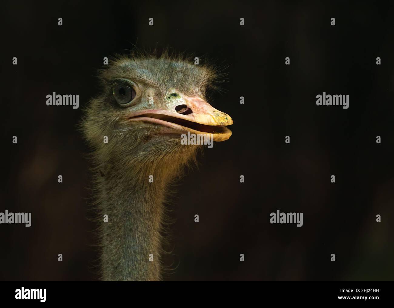 Ostrich head in ground hi-res stock photography and images - Alamy