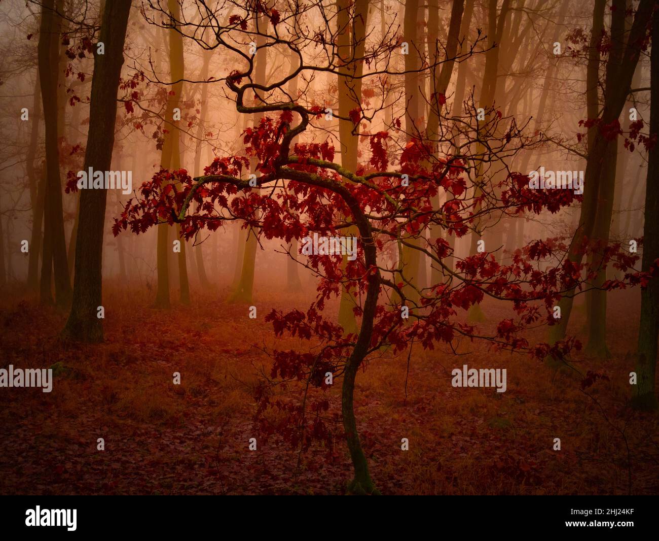 Mysterious foggy forest, oak trees, foliage, leafs,fog,tree trunks ...
